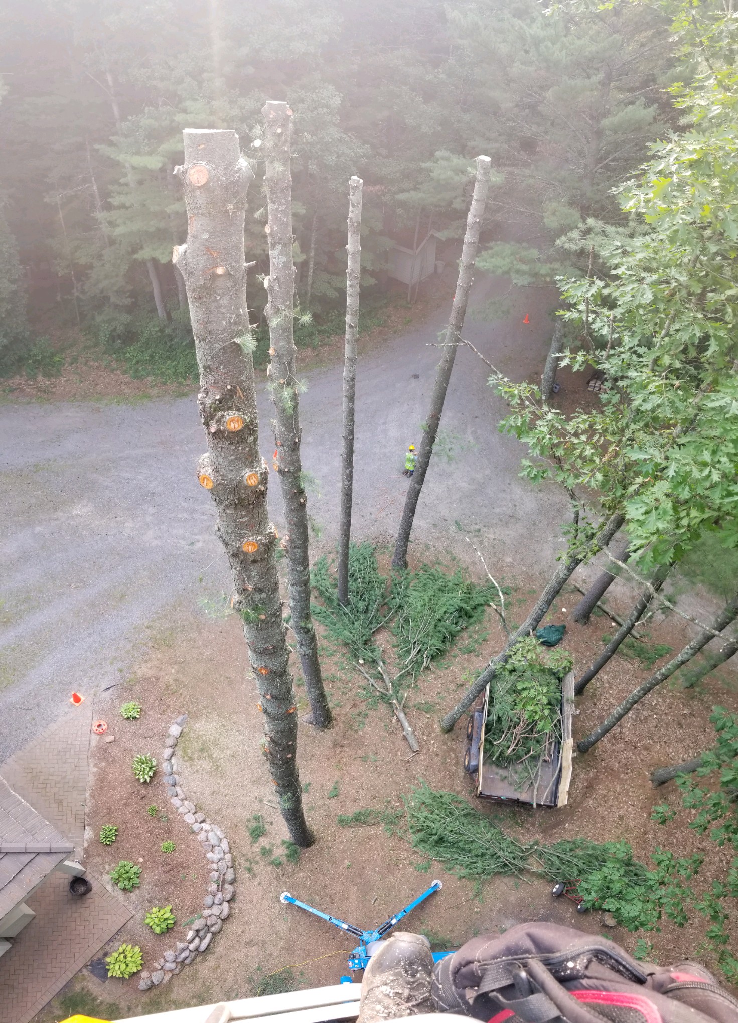 Aerial Arborist LLC – Tree services in Wausau, Wisconsin