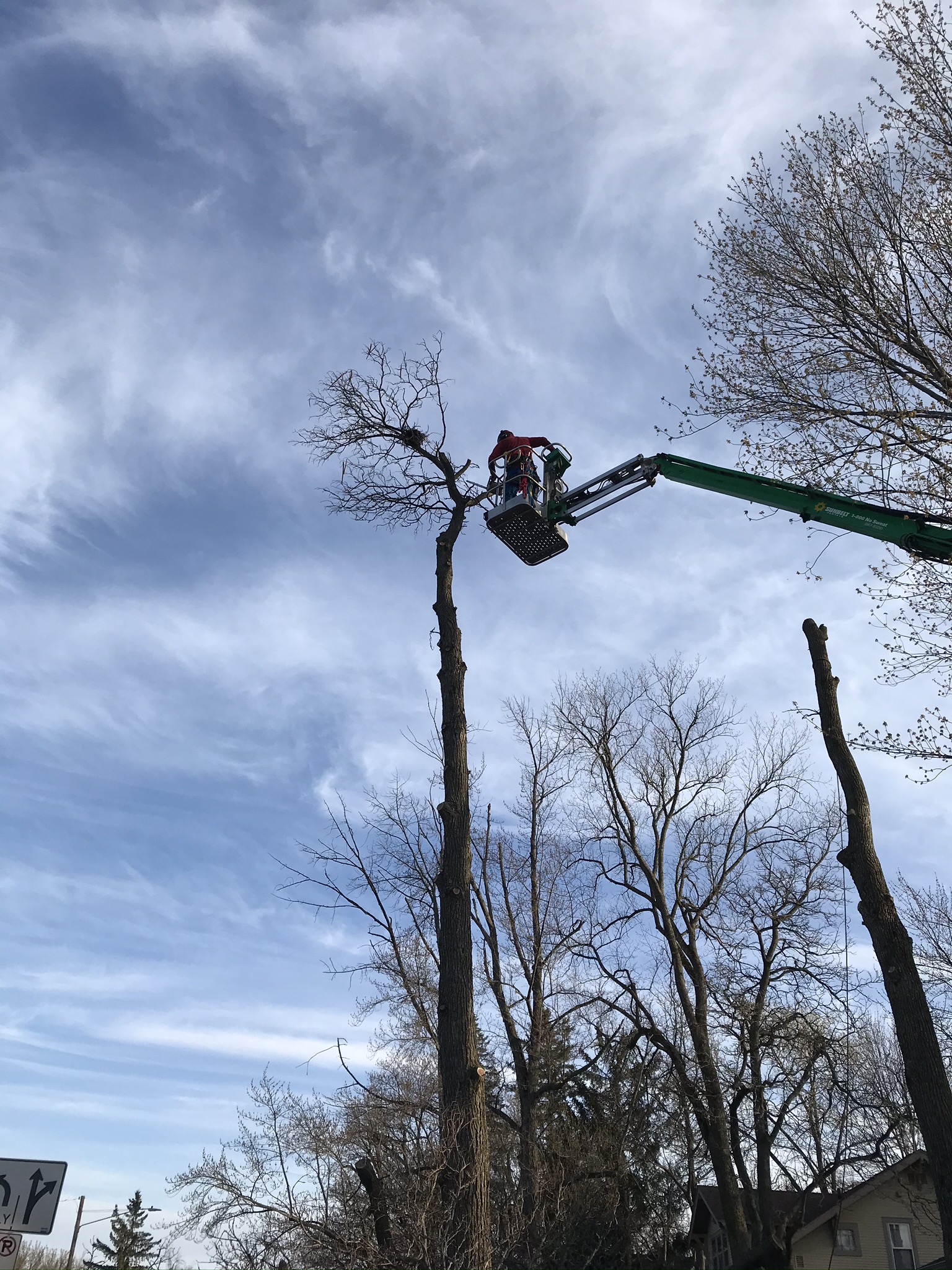 Services – Aerial Arborist LLC
